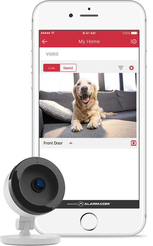 SafeTouch Pet Decals